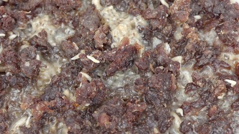 Fly Larvae On Putrid Meat Hd Stock Footage Video (100% Royalty-free ...