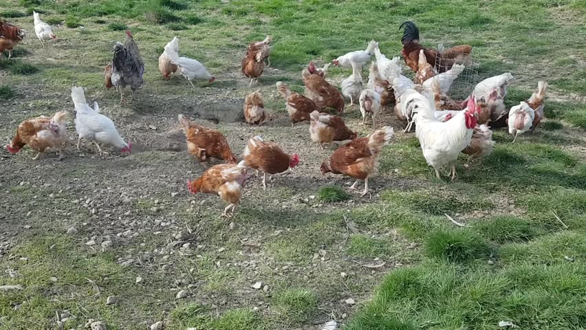 rearing laying hens Stock Footage Video (100% Royalty-free) 25873943 ...