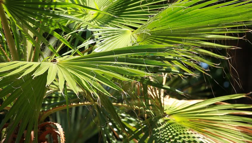 green pain tree leaves wind Stock Footage Video (100% Royalty-free ...