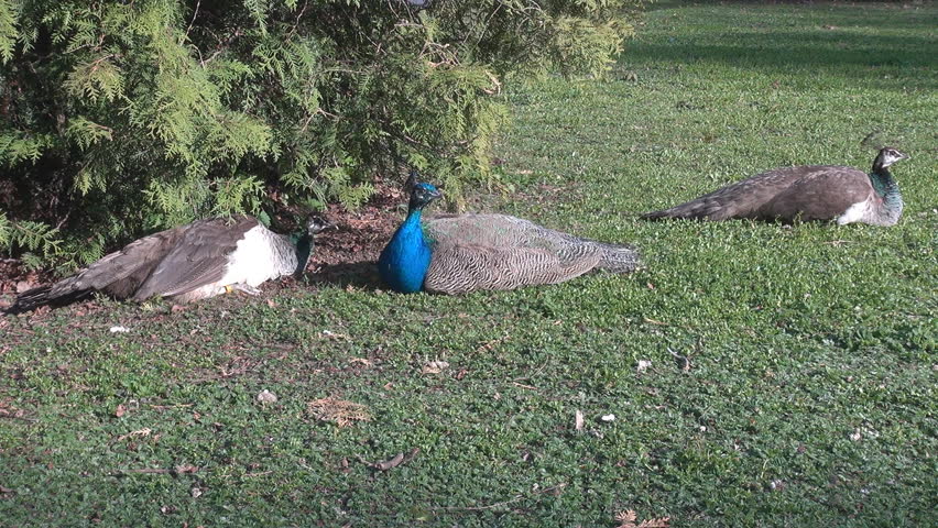 A Beautiful Peacock Couple Resting Stock Footage Video 100 Royalty Free 2591267 Shutterstock