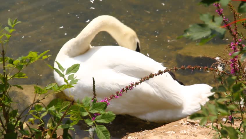 beautiful swan cleaning self Stock Footage Video (100% Royalty-free ...
