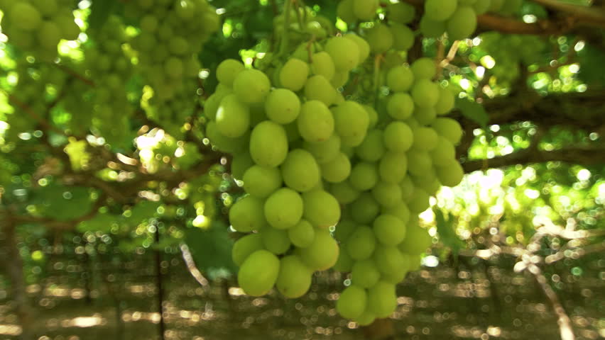 Jesus Fruit Stock Video Footage - 4K and HD Video Clips | Shutterstock