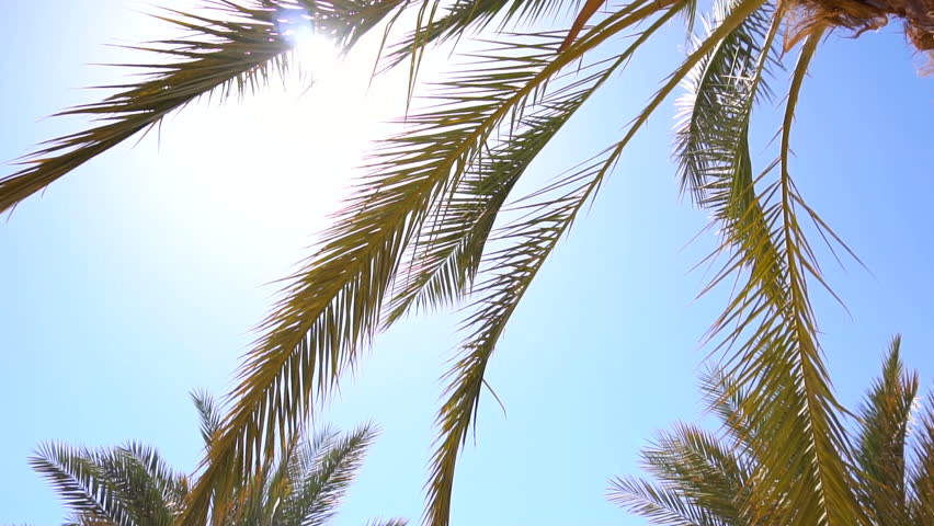 palm trees tropical country Stock Footage Video (100% Royalty-free ...