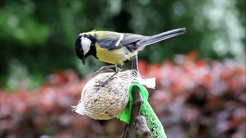 Great Tit Parus Major On Fat Stock Footage Video (100% Royalty-free ...