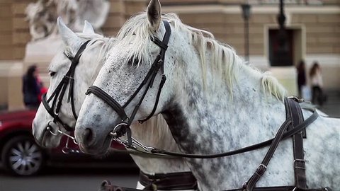 6,205 Horse house Stock Video Footage - 4K and HD Video Clips ...