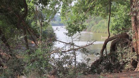 River Seen Through Fig Trees Limpopo Stock Footage Video (100% Royalty ...
