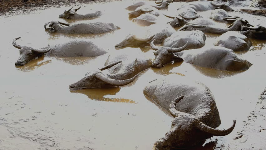 buffalo soak mud on hot weather Stock Footage Video (100% Royalty-free ...