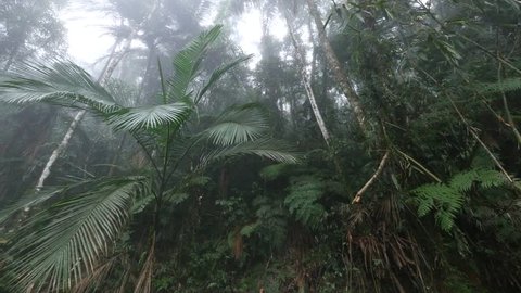 4k High Humidity Rainforest Through Leaves Stock Footage Video (100% ...