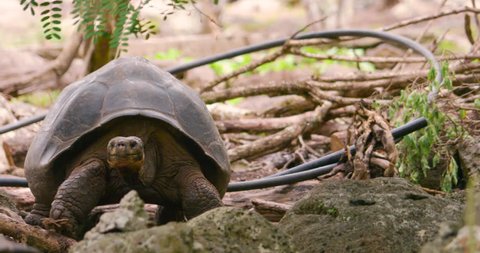 turtle head poking out close shot Stock Footage Video (100% Royalty ...