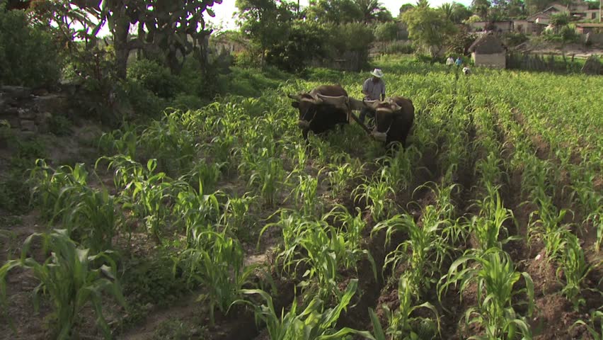 Mexico - Circa 2010: Farmer Stock Footage Video (100% Royalty-free ...