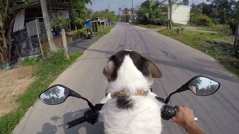 720 Animal on motorcycle Stock Video Footage - 4K and HD Video Clips ...