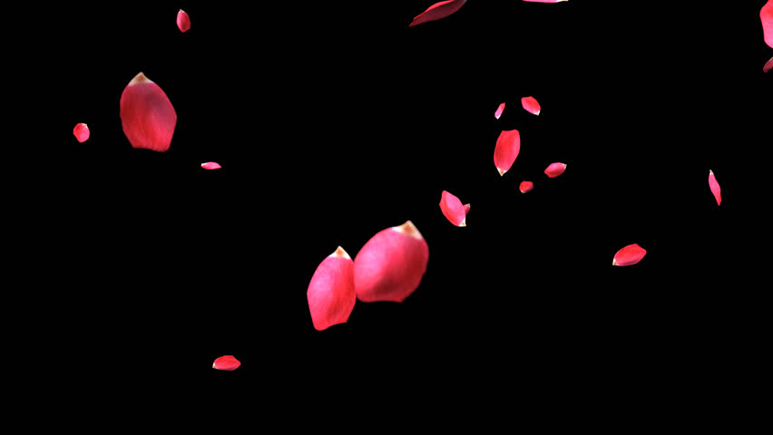 Flying Rose Petals.alpha Stockvideoklipp (helt royaltyfria) 26108003 ...