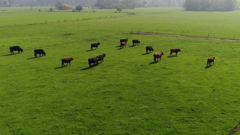 Aerial View Cattle Group Cows Walking Stock Footage Video (100% Royalty ...