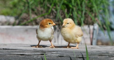 Two Baby Chicken Chicks Standing Home Stock Footage Video (100% Royalty ...