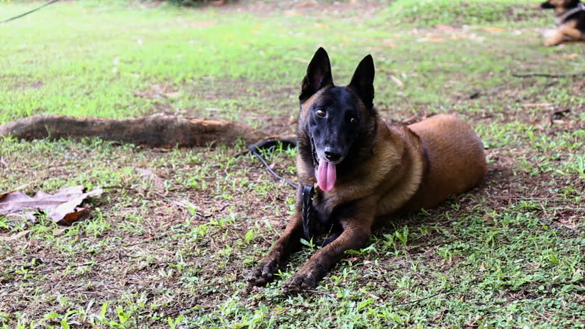 german shepherd k-9 dog crouch on Stock Footage Video (100% Royalty ...