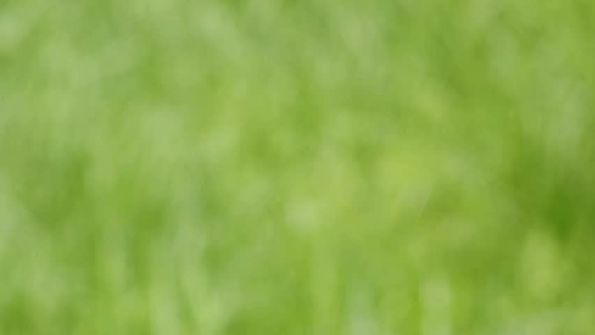 Green Natural Blurred Background of Stock Footage Video (100% Royalty ...