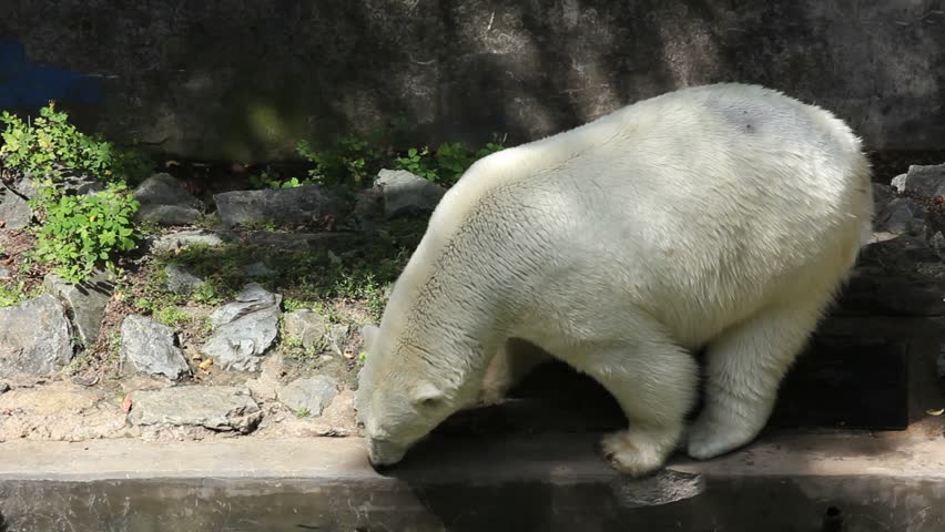 Polar Bear Smells Ground Stock Footage Video (100% Royalty-free ...