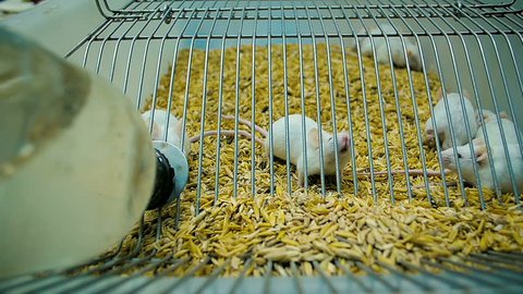 Closeup White Laboratory Mice Cage Food Stock Footage Video (100% ...