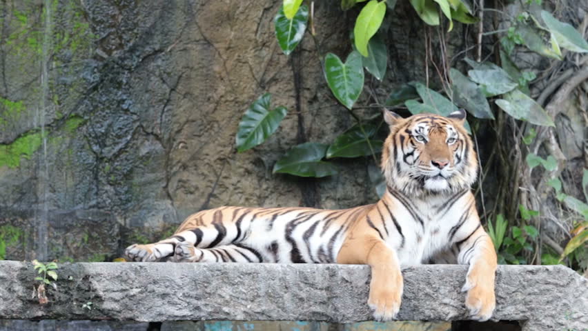 Siberian Tiger in Front of Stock Footage Video (100% Royalty-free ...