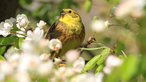 yellowhammer singing beautiful yellow bird song Stock Footage Video ...