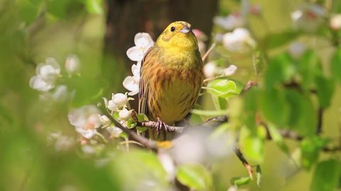 yellowhammer singing beautiful yellow bird song Stock Footage Video ...