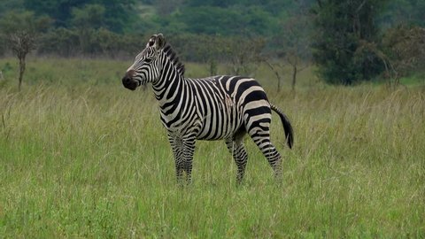 Zebra Rwanda Africa Stock Footage Video (100% Royalty-free) 26258618 ...