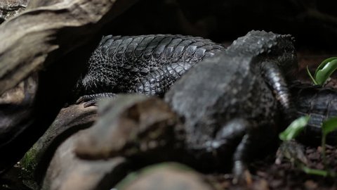 Two Caimans Zoo Soft Focus One Stock Footage Video (100% Royalty-free ...