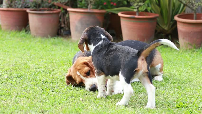 adult beagle puppy fighting one fruit Stock Footage Video (100% Royalty ...