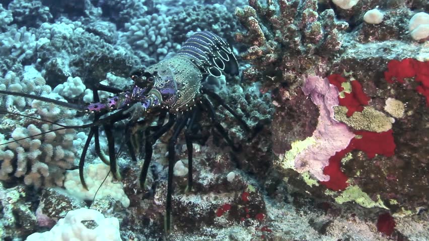 Backward Running Hawaiian Spiny Lobster Stock Footage Video (100% ...