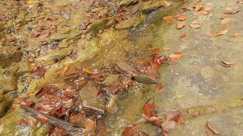Small Stream Brook Close Water Flows Stock Footage Video (100% Royalty ...