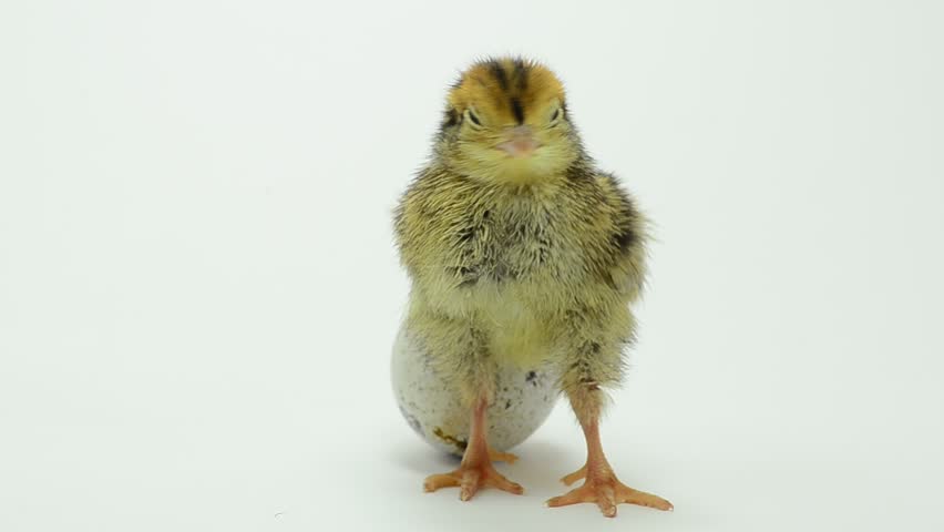 Baby of Quail After Hatching Arkivvideomateriale (100 % royaltyfritt ...
