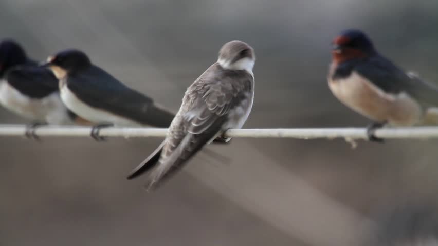 close shot barn swallow flock on Stock Footage Video (100% Royalty-free ...
