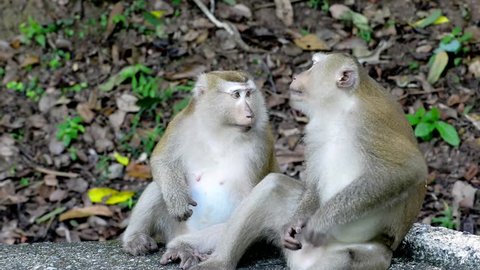 Monkey Scratches His Genitals Stock Footage Video (100% Royalty-free ...