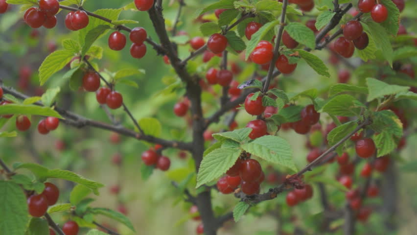 Chinese Bush Cherry Plant Close-up Stock Footage Video (100% Royalty ...