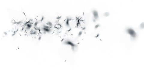 4k Flying Dandelion Catkins Particle Background Stock Footage Video ...