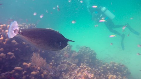 Rhino Fish Exciting Diving Off Island Stock Footage Video (100% Royalty ...