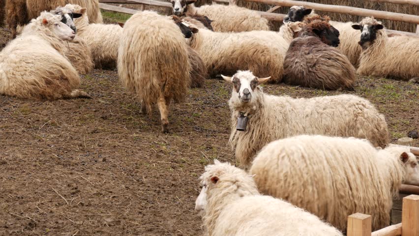 veluwe heath sheep ram mounting ewe Stock Footage Video (100% Royalty ...