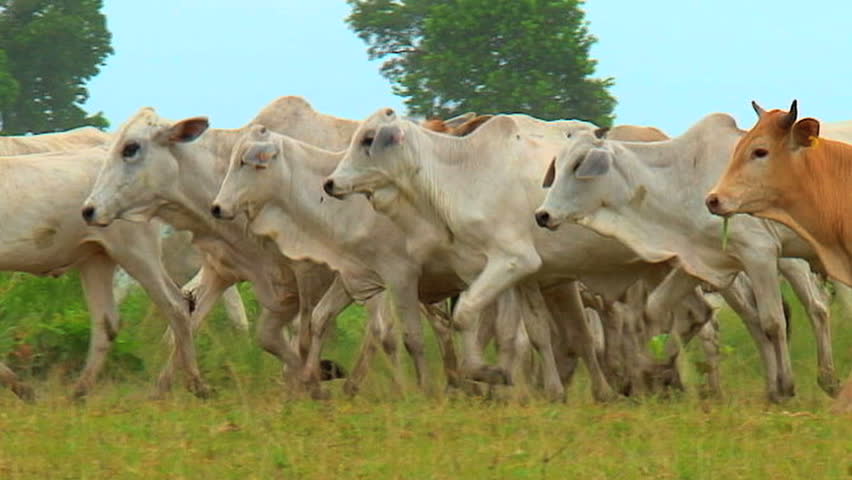 cow brazil cows run slow motion Stock Footage Video (100% Royalty-free ...
