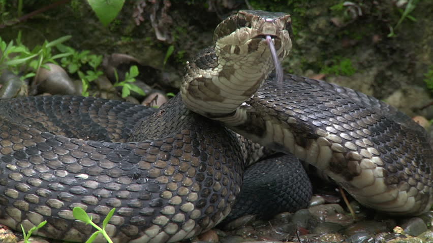 Closeup of Cottonmouth Snake Near Stock Footage Video (100% Royalty ...
