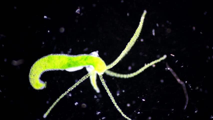 hydra genus small fresh-water animals phylum Stock Footage Video (100% ...