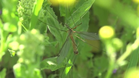 Turraea Heterophylla African Honeysuckle Family Meliaceae Stock Footage ...