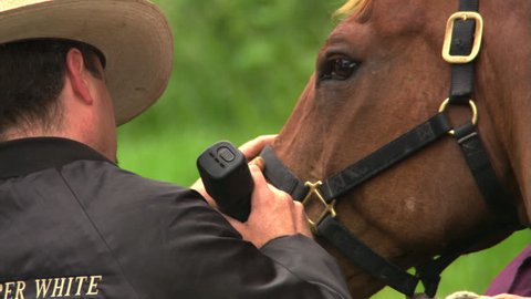 Closeup Cowboy Shaving Muzzle Horse Stock Footage Video (100% Royalty ...