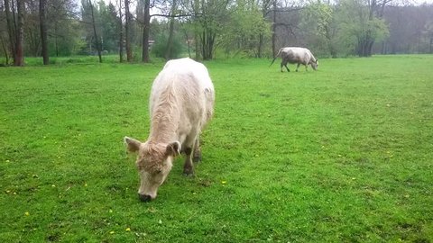 Galloway cattle Stock Video Footage - 4K and HD Video Clips | Shutterstock