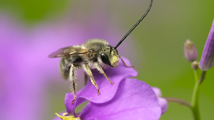 Long-horned Bee (eucera Nipponensis) Stock Footage Video (100% Royalty ...