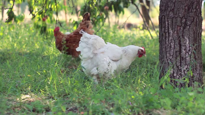brooding hen covering chicks under her Stock Footage Video (100% ...