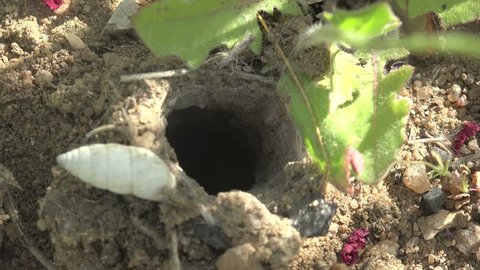 Top View Burrow Insect Lycosa Singoriensis Stock Footage Video (100% ...