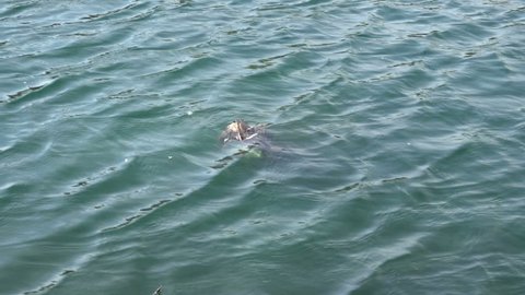 Dead Duck Floating Water Stock Footage Video (100% Royalty-free ...