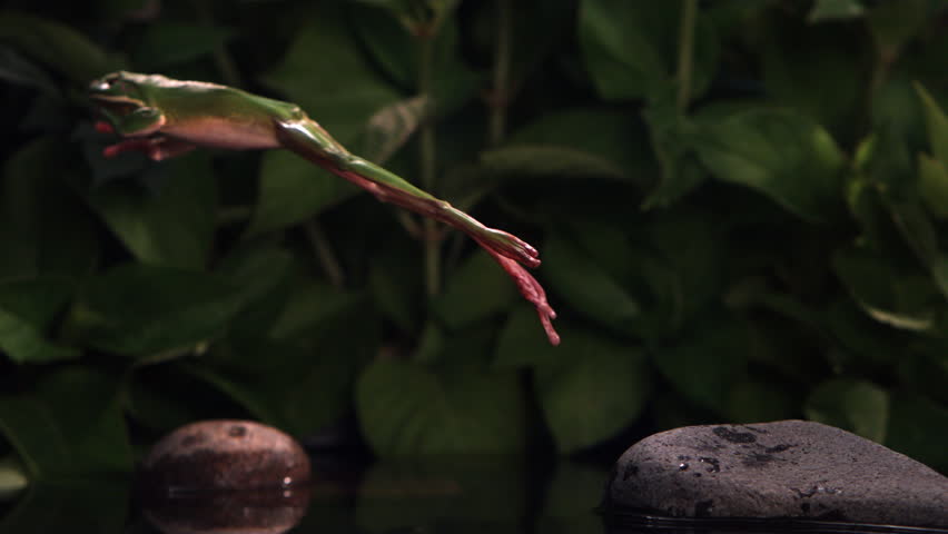 Frog Jump Stock Video Footage | Royalty Free Frog Jump Videos | Pond5