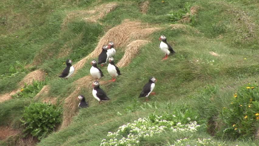 Group of Nesting Atlantic Puffins Stock Footage Video (100% Royalty ...