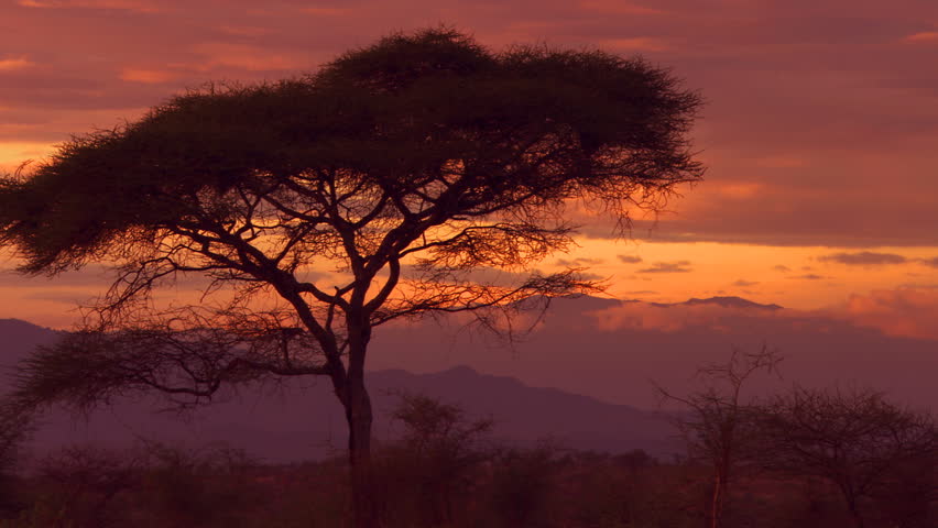Acacia Tree at Sunset On Stock Footage Video (100% Royalty-free ...
